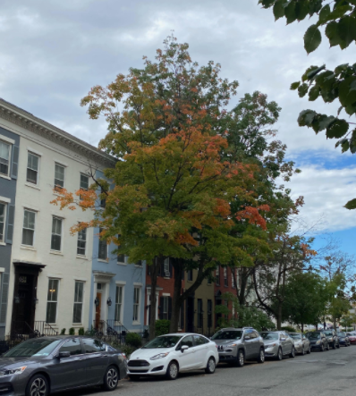 Fall Foliage Pictures - The Foliage Report