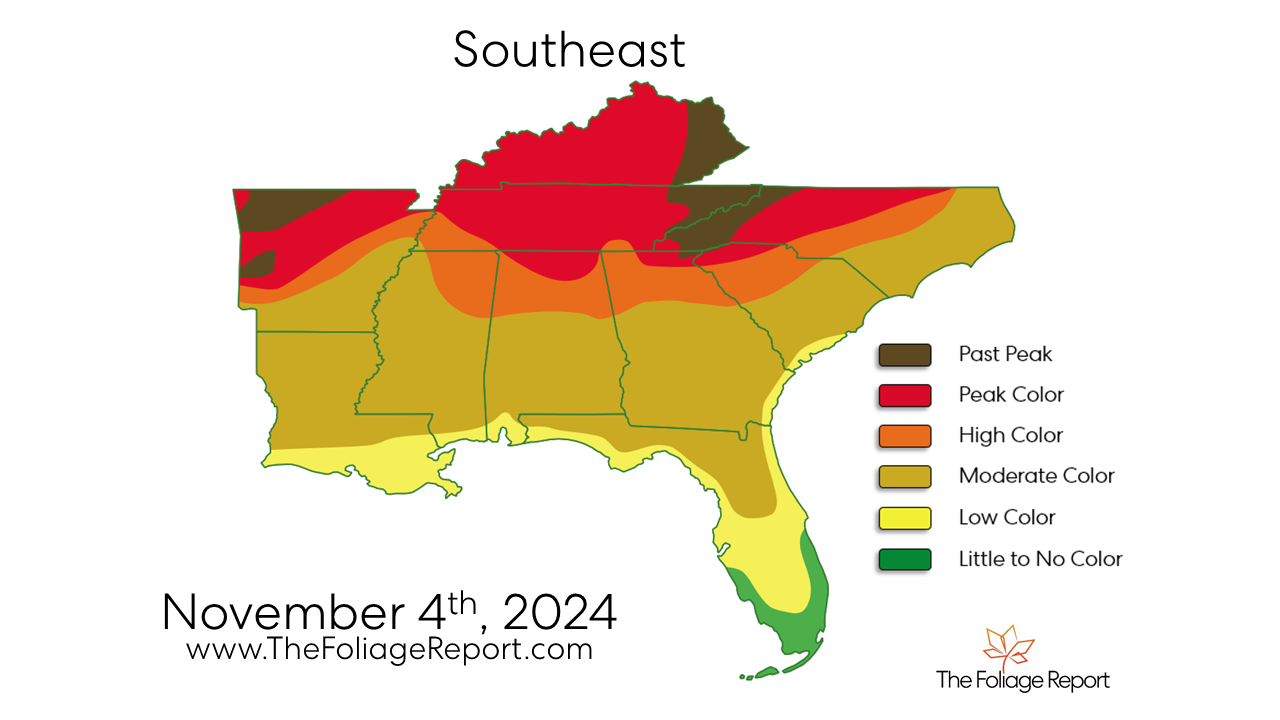 Report for November 4th, 2024 - The Foliage Report